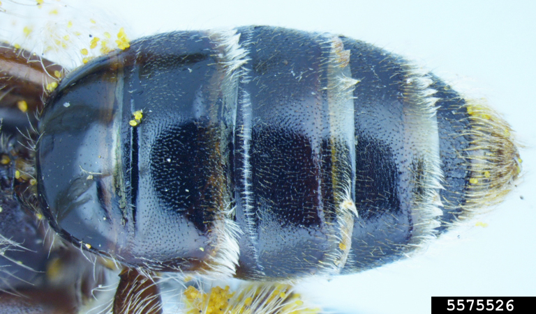 mining bee (Andrena fragilis)