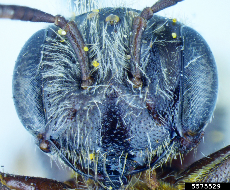 mining bee (Andrena fragilis)