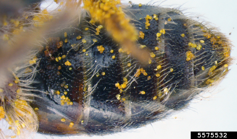 mining bee (Andrena fragilis Smith, 1853)