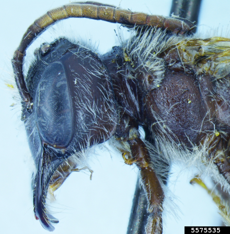mining bee (Andrena fragilis)