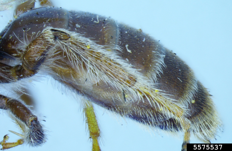 mining bee (Andrena fragilis)