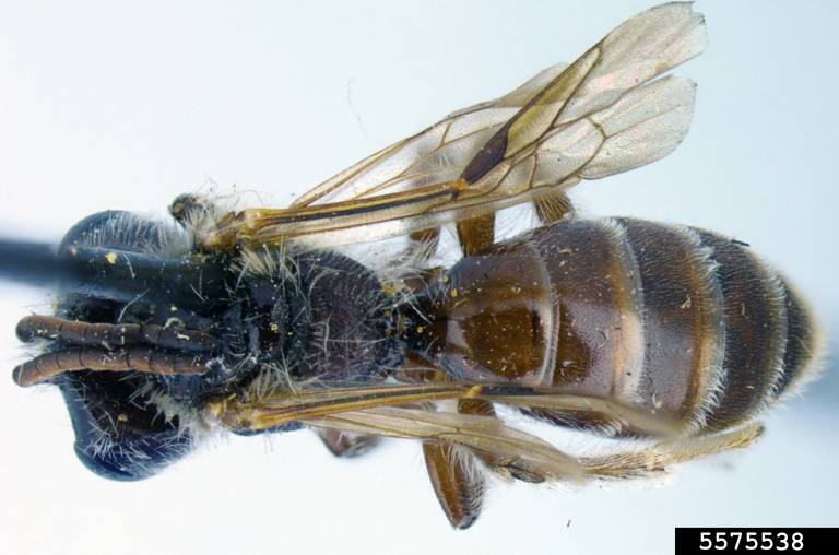 mining bee (Andrena fragilis)