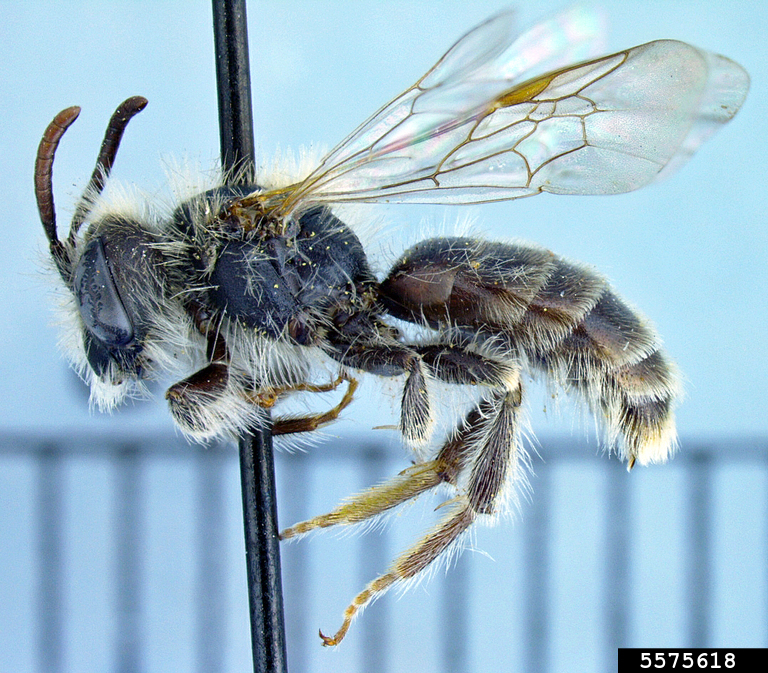 mining bee (Andrena escondida Cockerell,1938)