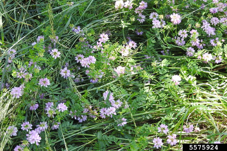 purple crown-vetch (Securigera varia (L.) Lassen)