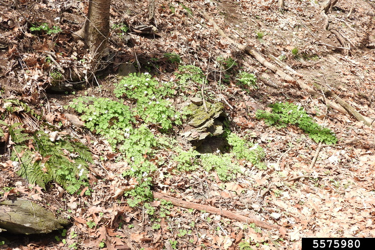 Chinese rose beetle (Adoretus sinicus)