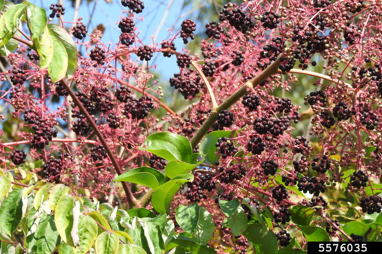 angelica (Genus Angelica L.)