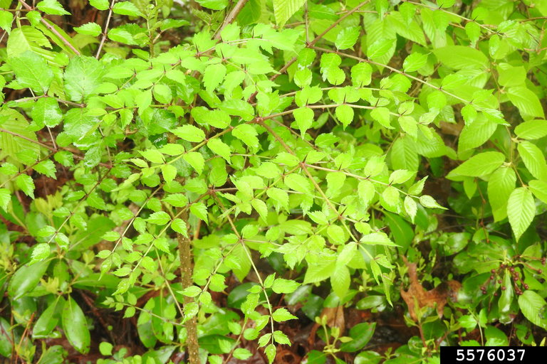 angelica (Genus Angelica)