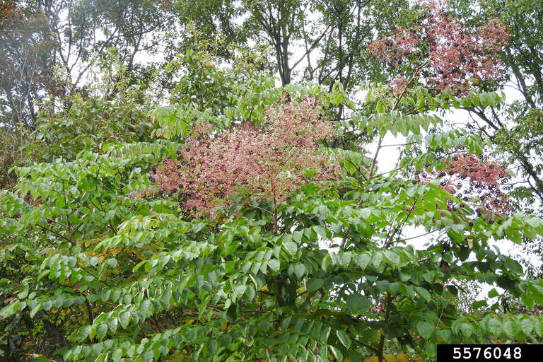 angelica (Genus Angelica)