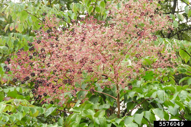 angelica (Genus Angelica)