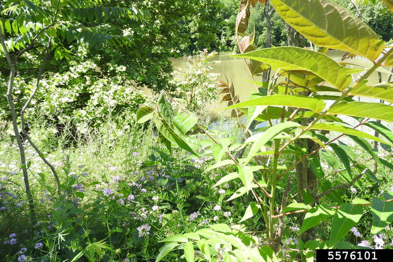 ailanthus webworm (Atteva aurea Cramer, 1781)