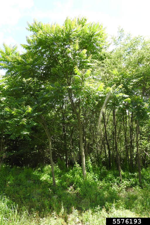 tree-of-heaven (Ailanthus altissima)