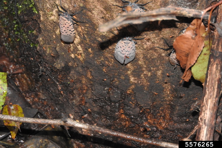 spotted lanternfly (Lycorma delicatula)