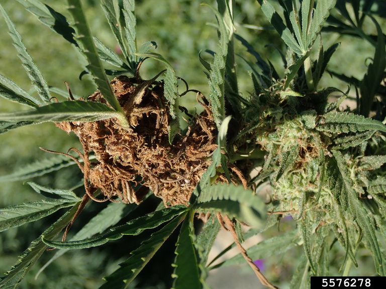 corn earworm, tomato fruitworm (Helicoverpa zea ) on hemp/marijuana ...