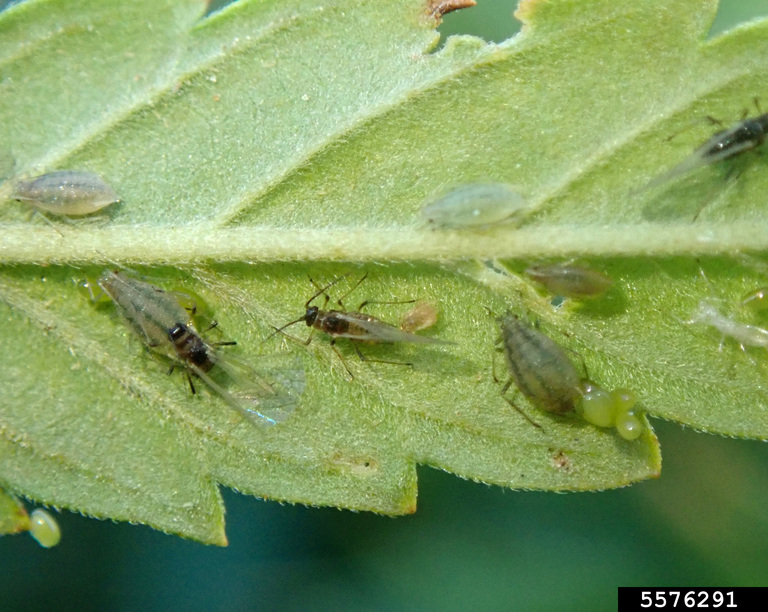cannabis aphid (Phorodon cannabis)