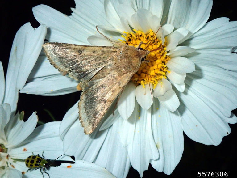 corn earworm, tomato fruitworm (Helicoverpa zea (Boddie))
