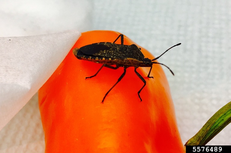 squash bug (Anasa tristis)