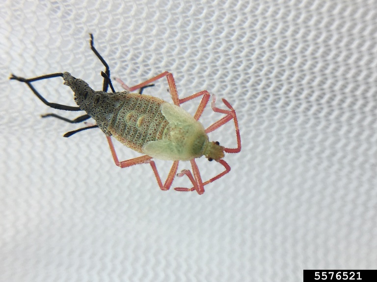 squash bug (Anasa tristis (De Geer))