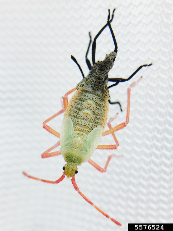 squash bug (Anasa tristis)