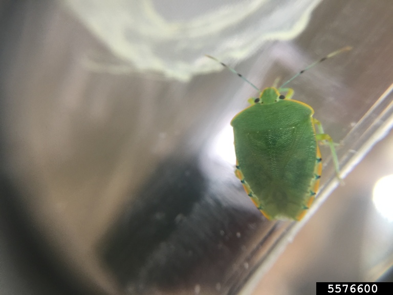 southern green stink bug (Nezara viridula (Linnaeus, 1758))