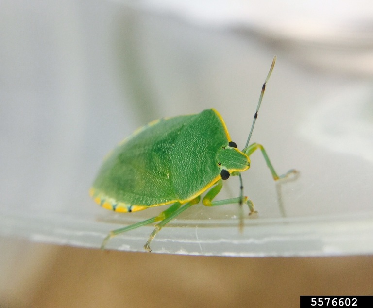 green stink bug (Chinavia hilaris (Say))