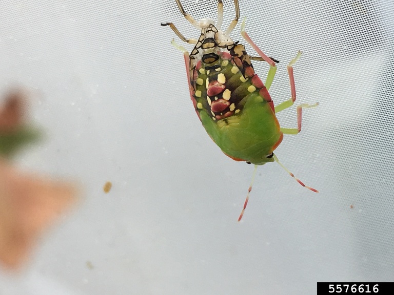 southern green stink bug (Nezara viridula (Linnaeus))