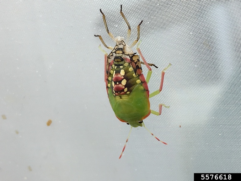 southern green stink bug (Nezara viridula (Linnaeus))