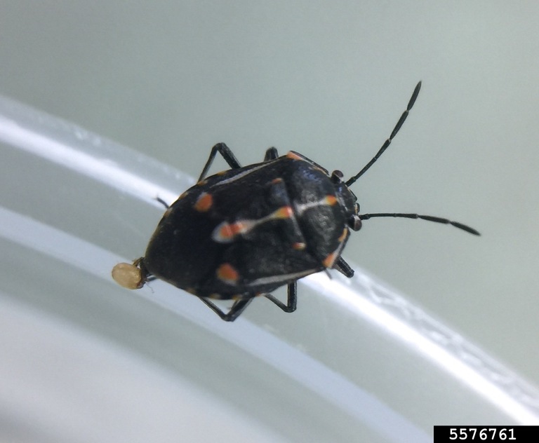 Bagrada bug (Bagrada hilaris)