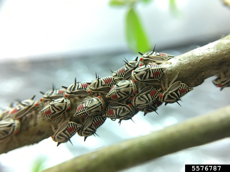 oak treehopper (Platycotis vittata (Fabricius))