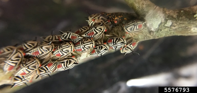 oak treehopper (Platycotis vittata (Fabricius))