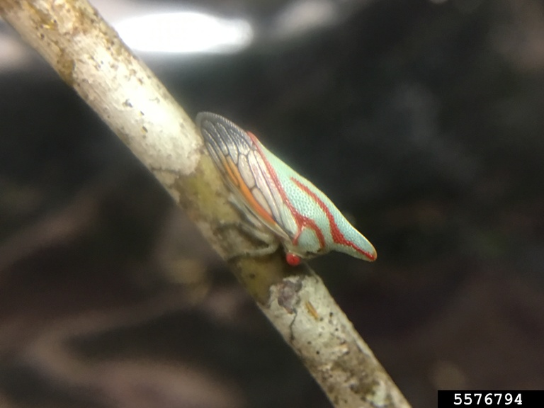 oak treehopper (Platycotis vittata (Fabricius))