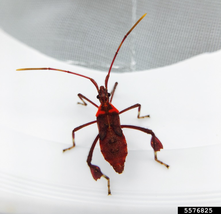 leaf-footed bug (Leptoglossus zonatus (Dallas, 1852))