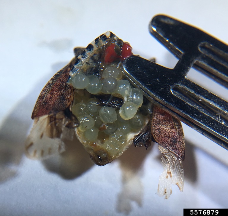 brown marmorated stink bug (Halyomorpha halys)