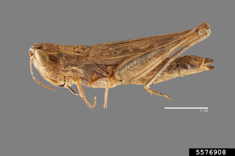 slant-faced pasture grasshopper (Orphulella speciosa (Scudder, 1862))