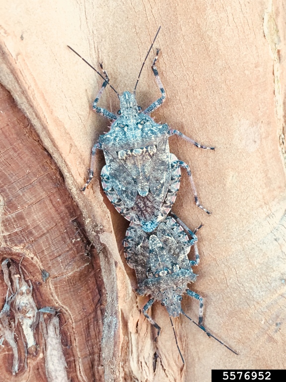 stink bugs (Genus Brochymena)