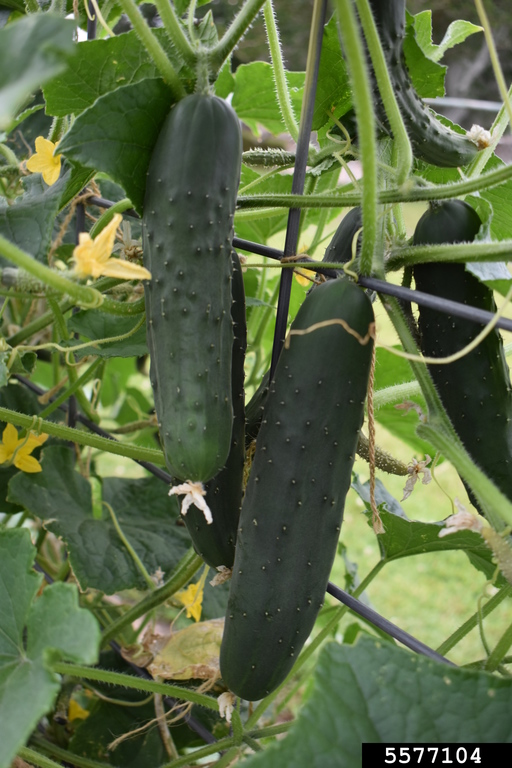 cucumber (Cucumis sativus)