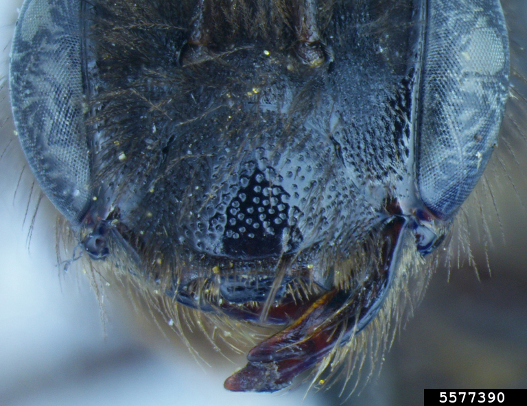 mining bee (Andrena hamulata)