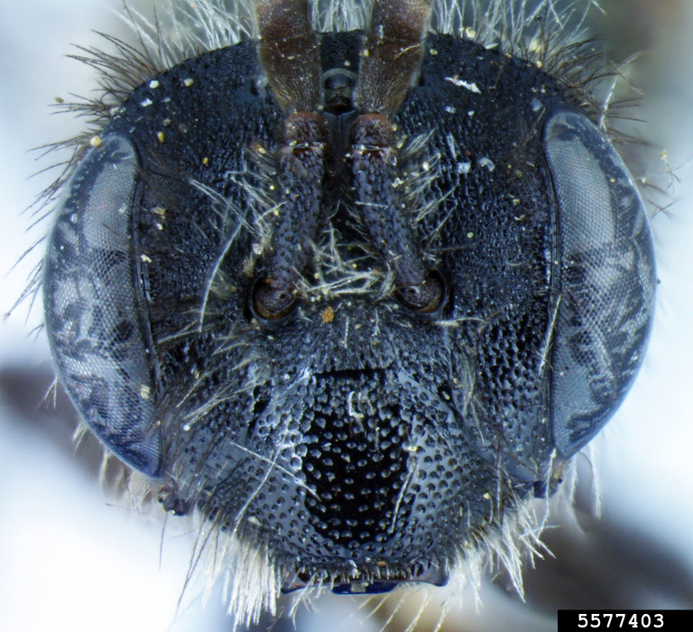 mining bee (Andrena hamulata)