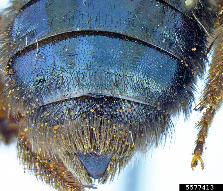 mining bee (Andrena lawrencei)