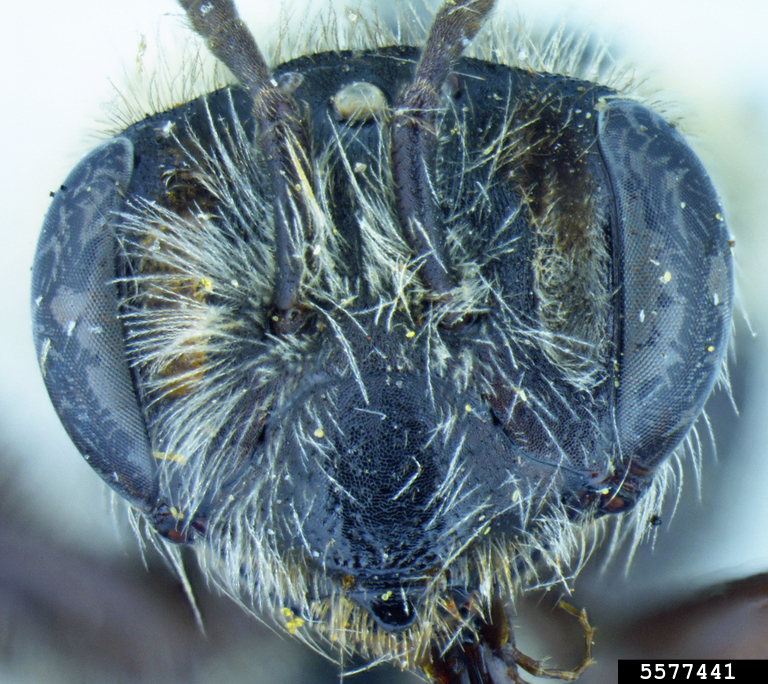 mining bee (Andrena mackiae Cockerell, 1937)