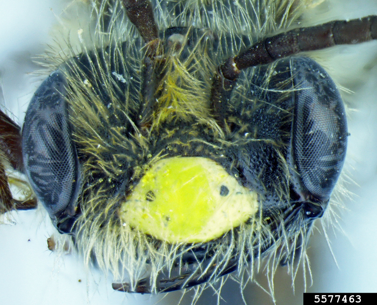 mining bee (Andrena mackiae Cockerell, 1937)