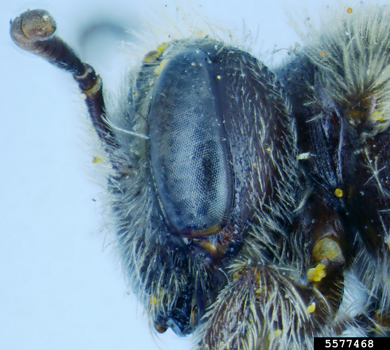mining bee (Andrena fragilis Smith, 1853)