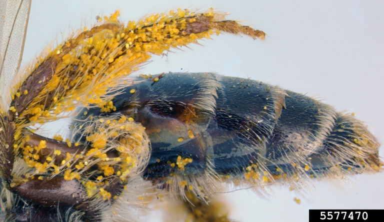mining bee (Andrena fragilis)