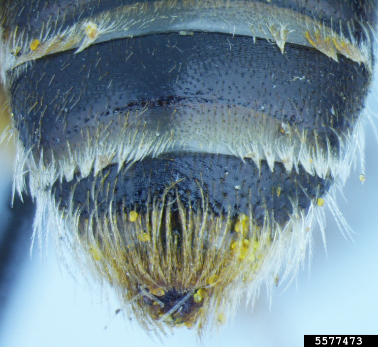 mining bee (Andrena fragilis Smith, 1853)