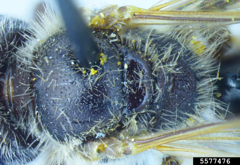 mining bee (Andrena fragilis Smith, 1853)
