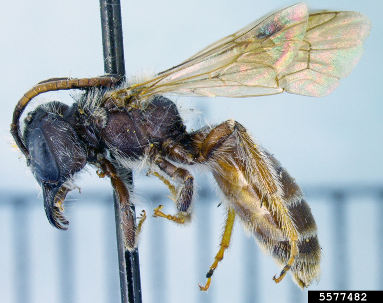 mining bee (Andrena fragilis Smith, 1853)