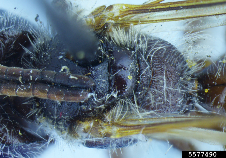 mining bee (Andrena fragilis Smith, 1853)
