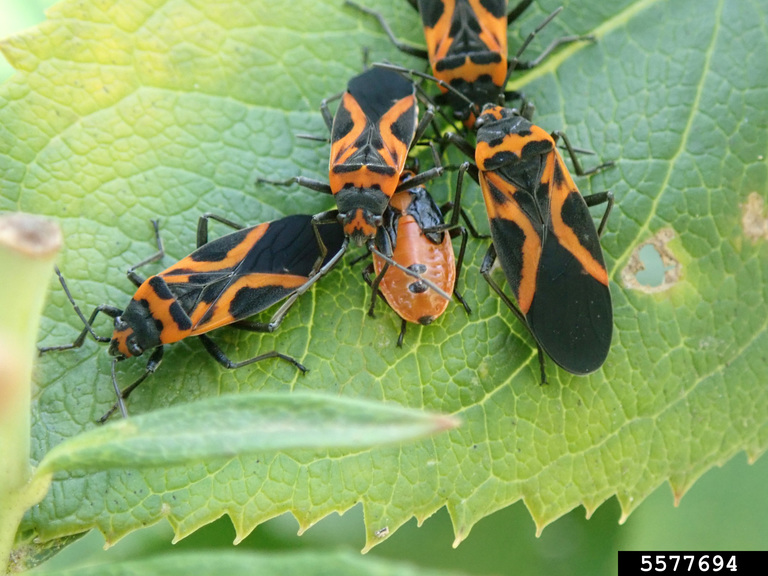 false milkweed bug (Lygaeus turcicus)