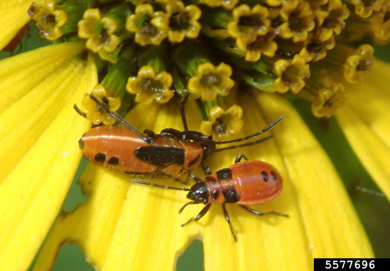 false milkweed bug (Lygaeus turcicus Fabricius, 1803)