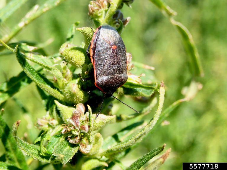 conchuela (Chlorochroa ligata)