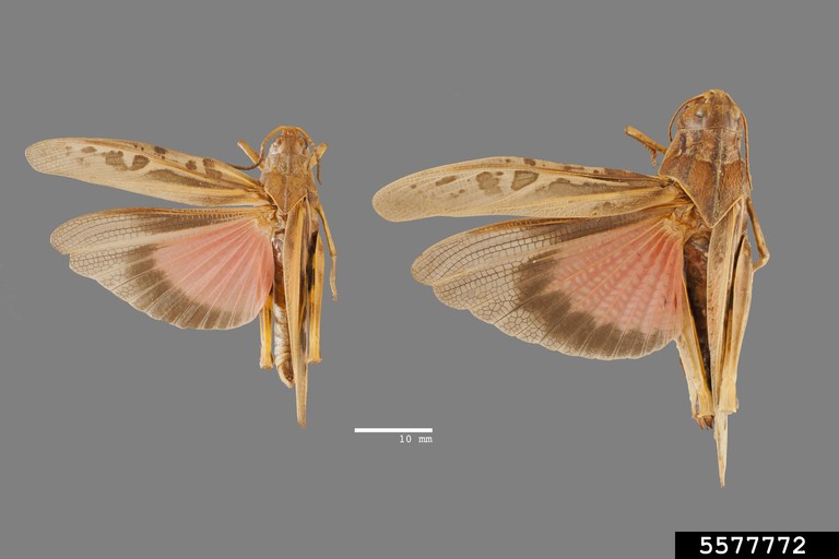 coral-winged grasshopper (Pardalophora apiculata)